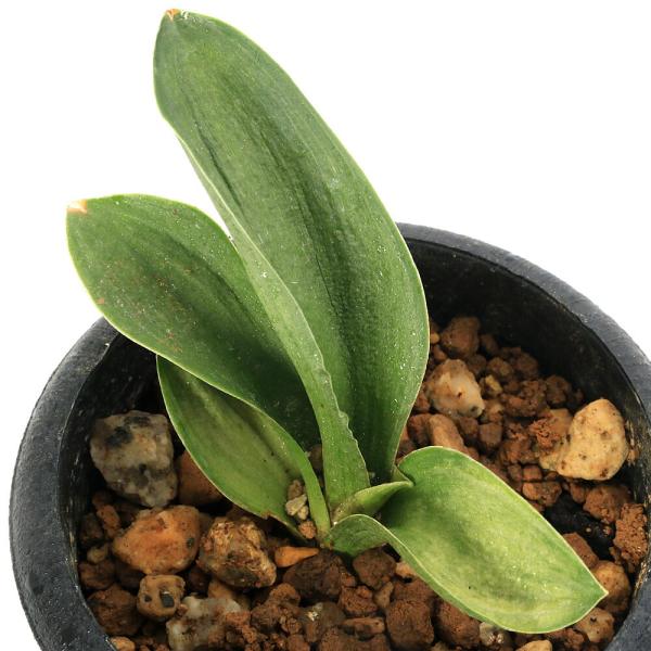 _gardening　ガーデニング　山野草　万年青　植物　植物生体　ガーデニング生体　育て方　育成方法　栽培方法　お正月　盆栽　品種系オモト　おもと　品種　苗　古典園芸　Ｒｏｈｄｅａ　ｊａｐｏｎｉｃａ　20250126　NMIYA　ｙ25ｍ...