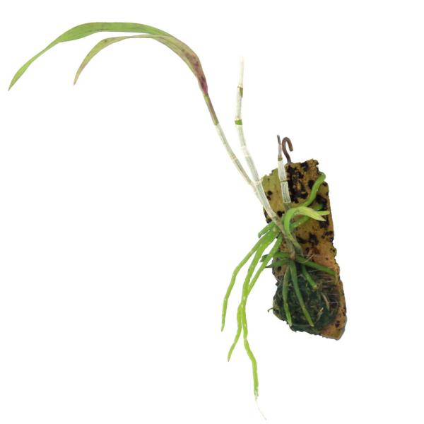 paludariumplants　パルダリウム　テラリウム　観葉植物　園芸　ガーデニング　ビバリウム　アクアテラリウム　水草　宝石蘭　宝石ラン　デスク　インテリアグリーン　スタイリッシュ　育て方　育成方法　栽培方法　Bａｒｋｅｒｉａ　ｓｋｉ...