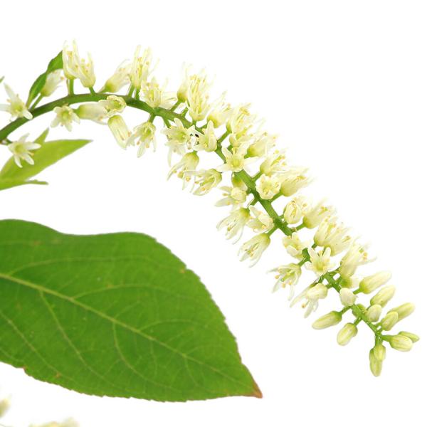 _insect　_gardening　ガーデニング　山野草　植物　植物生体　ガーデニング生体　育て方　育成方法　栽培方法　コバノズイナ　Itea virginica　落葉低木 AISHI　ｙ25ｍ02　20250209　2025tuuki