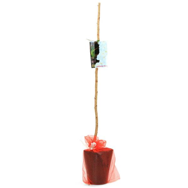 kotenplant　_gardening　ガーデニング　山野草　サクラ　植物　植物生体　ガーデニング生体　育て方　育成方法　栽培方法　お正月　縁起樹　縁起木　桜　シンボルツリー　シロタエザクラ　AISHI　ｙ25ｍ02　20250209　...