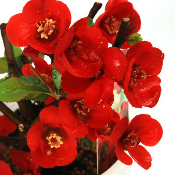 _interior　（観葉植物）　ガーデニング　花　苗　盆栽　ボケ　_gardening　唐木瓜　カラモクコウ　Chaenomeles ｓｐ．　バラ科　ボケ属　耐寒性落葉低木　盆栽　鉢植え　庭植え　切花　育て方　育成方法　栽培方法　2025...