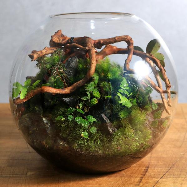 interioraquaglass　ジェックス　観葉植物　レイアウト済　グラスアクアリウム　ａｑｕａ　アクア用品　ガラス　ボトル　ボトルアクア　ボトルアクアリウム　容器　ガラス容器　ガラス製　アクアリウム　インテリア　おしゃれ　苔テラリウム...