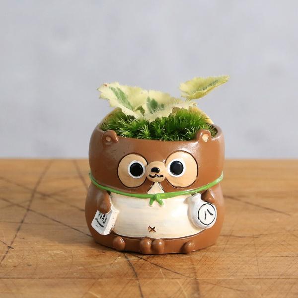 _interior　_gardening　ガーデニング　山野草　寄せ植え　植物　植物生体　育て方　育成方法　栽培方法　観葉植物　createplants_管理用　20250212　ＮＭＩＹＡ　ｙ25ｍ02　2025tuuki　gar_san...