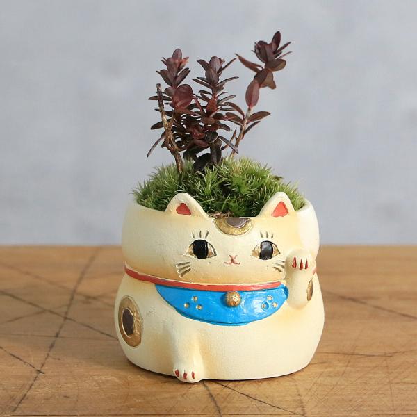 _interior　_gardening　ガーデニング　山野草　寄せ植え　植物　植物生体　育て方　育成方法　栽培方法　観葉植物　createplants_管理用　ターボ　縁起物　幸せを招く　ミニ盆栽　プチ　小さい　かわいい　金運　招福　商売...