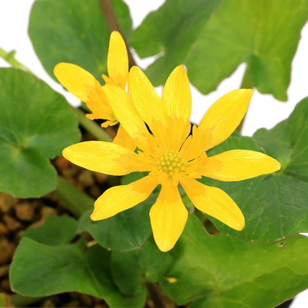 _interior　_gardening　ガーデニング　山野草　寄せ植え　植物　植物生体　育て方　育成方法　栽培方法　観葉植物　createplants_管理用　北海道　カワイイ　鳥　ミニ盆栽　プチ　小さい　20250212　NMIYA　ｙ...
