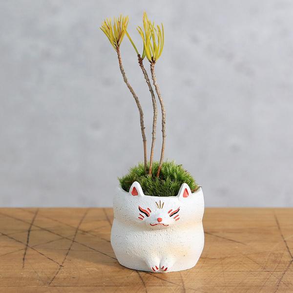 _interior　_gardening　ガーデニング　山野草　寄せ植え　植物　植物生体　育て方　育成方法　栽培方法　観葉植物　createplants_管理用　20250212　NMIYA　ｙ25ｍ02　2025tuuki　gar_san...