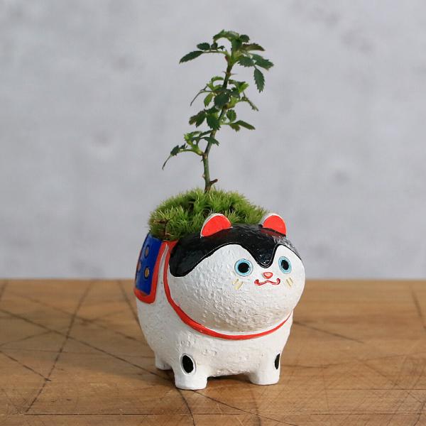 _interior　_gardening　ガーデニング　山野草　寄せ植え　植物　植物生体　育て方　育成方法　栽培方法　観葉植物　createplants_管理用　20250212　NMIYA　ｙ25ｍ02　2025tuuki　gar_san...