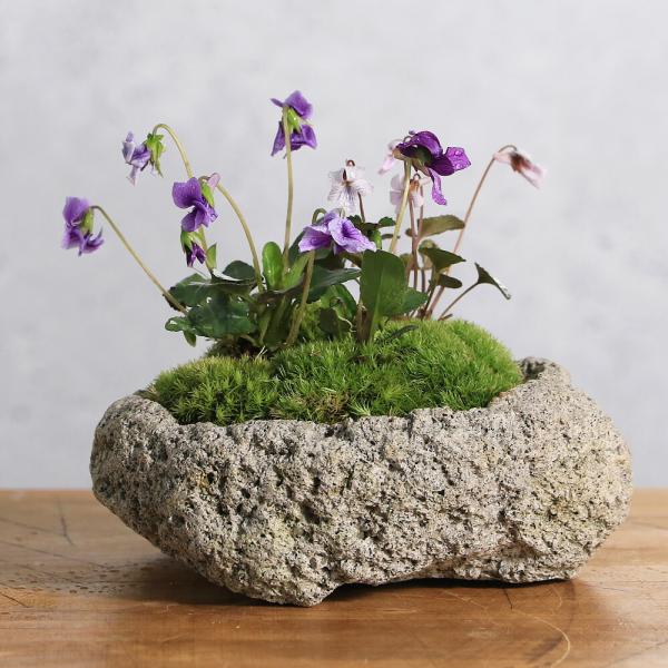観葉植物　_gardening　ガーデニング　山野草　菫　植物　植物生体　ガーデニング生体　snys_viola　育て方　育成方法　栽培方法　日本菫　盆栽　和風　古風　日本の花bcreateplants_管理用　20250211　NMIYA...