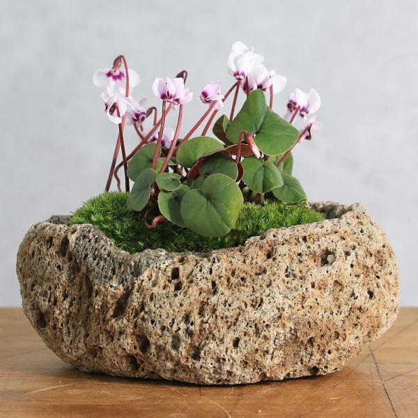 _interior　_gardening　ガーデニング　山野草　寄せ植え　koukaseki_series　植物　植物生体　育て方　育成方法　栽培方法　koke_toki　koke_kwii　観葉植物　小鉢　平小鉢　シクラメン　原種　コウム...