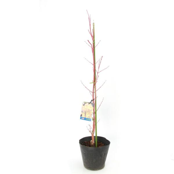 ガーデニング　山野草　もみじ　Ａｃｅｒ　ｓｐ．　カエデ　楓　紅葉　育て方　育成方法　栽培方法　AISHI　y25m02　20250222　2025tuuki