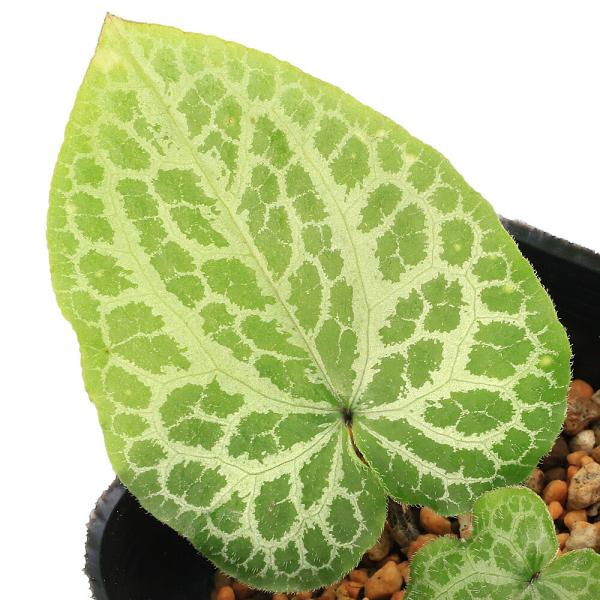 kotenplant　_gardening　育て方　育成方法　栽培方法　古典園芸　園芸　ガーデニング　山野草　盆栽　多年草　品種　種類　花　花苗　サイシン　細辛　カンアオイ　寒葵　アオイ　葵　ウマノスズクサ科　カンアオイ属　ベトナム産　Ａｓ...