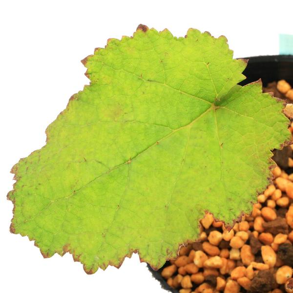 _gardening　ガーデニング　山野草　植物　植物生体　ガーデニング生体　育て方　育成方法　栽培方法　bnr_hrgmgr　クサイチゴ　バラ科　キイチゴ属　いちご　苺　Ｒｕｂｕｓ　ｈｉｒｓｕｔｕｓ　草イチゴ　草苺　山菜　フユイチゴ　AI...