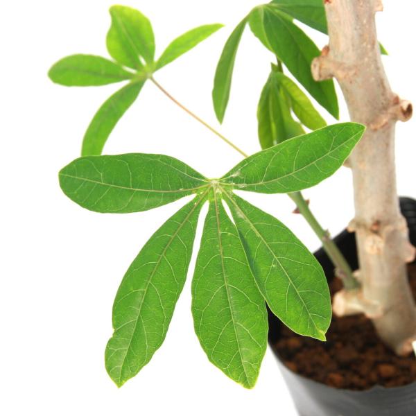 ガーデニング　野菜　苗　タラの芽　山菜　_gardening　植物　植物生体　ガーデニング生体　育て方　育成方法　栽培方法　家庭菜園　園芸　さんさい　黄色果肉　黄実　Ｍａｎｉｈｏｔ　ｅｓｃｕｌｅｎｔａ　作物　トウダイグサ科イモノキ属　タピオ...