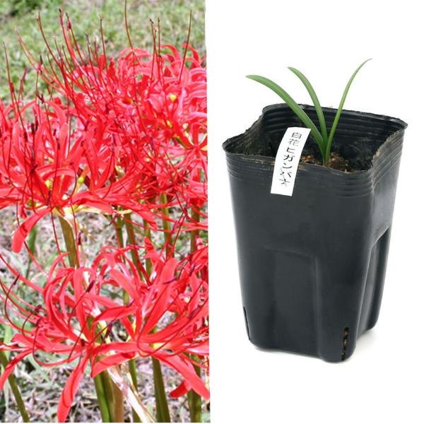_gardening　山野草　苗　球根　彼岸花　マンジュシャゲ　曼珠沙華　死人花　地獄花　幽霊花　剃刀花　狐花　捨子花　Ｌｙｃｏｒｉｓ　ｒａｄｉａｔａ　リコリスラジアータ　20141002　ＭＳ　gar_sanya1412　植物　植物生体　...