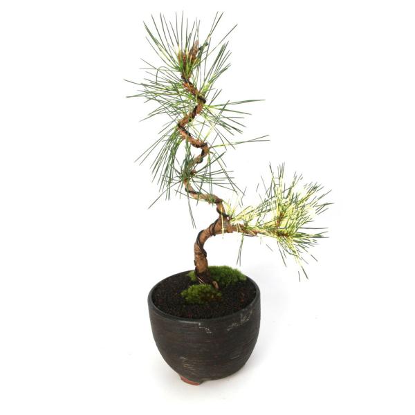 観葉植物　garde1ten　_gardening　osyougatu_plants　osyougatu_item　ガーデニング　山野草　縁起樹　縁起木　植物生体　ガーデニング生体　育て方　育成方法　栽培方法　seitaigensen1te...