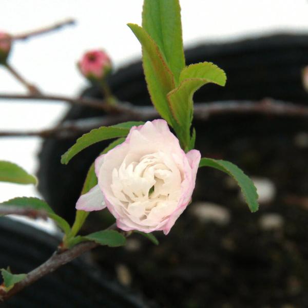 kotenplant　ガーデニング　山野草　花　花木　桜苗木　さくら　桜　桜の花　盆栽　育て方　育成方法　栽培方法　苗　鉢植え　ポット　ガーデニング生体　管理方法　ボンサイ　苗木　河津桜　カワヅザクラ　お花見　縁起木　縁起樹　バラ科　サクラ...