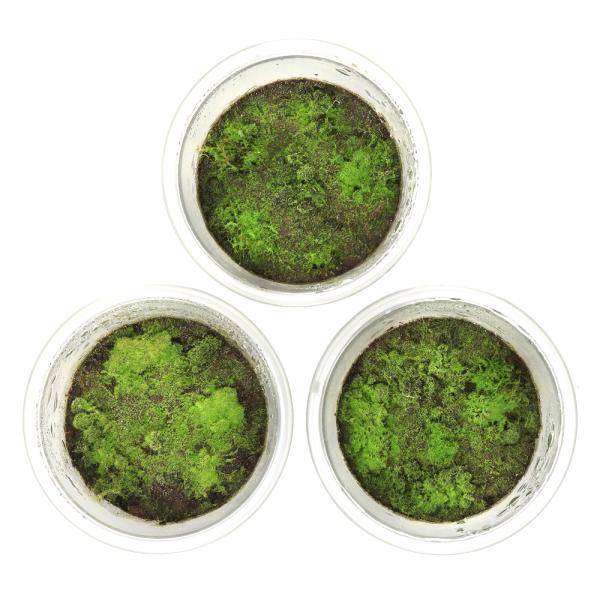 PF_SPQ　_kame　_hachu　コケシリーズ　aquaterrarium　ガーデニング　観葉植物　苔　all_plants　テラリウム　_gardening　植物　植物生体　ガーデニング生体　ビバリウム　アクアテラリウム　パルダリウ...