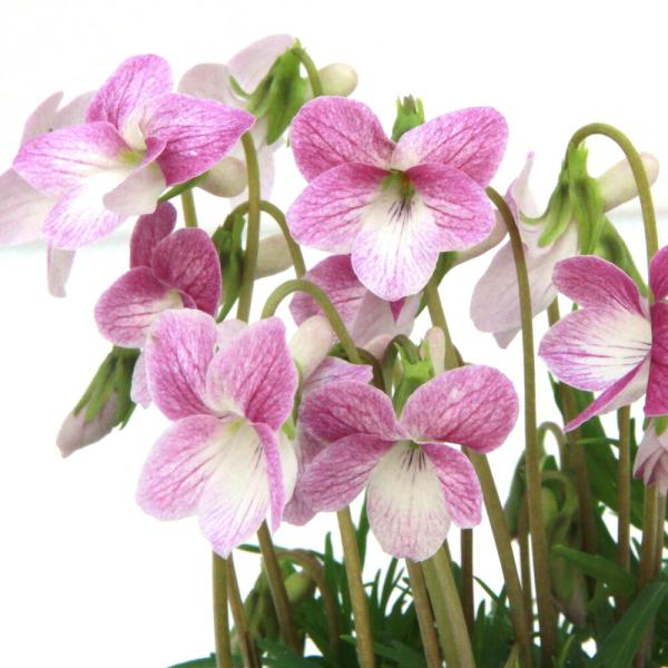 _gardening　ガーデニング　山野草　Ｖｉｏｌａ　ｔｏｋｕｂｕｃｈｉａｎａ　ｖａｒ．ｔａｋｅｄａｎａ　植物　植物生体　ガーデニング生体　育て方　育成方法　栽培方法　bnr_hrgmgr　opa2_delete　y15m05　sousy...