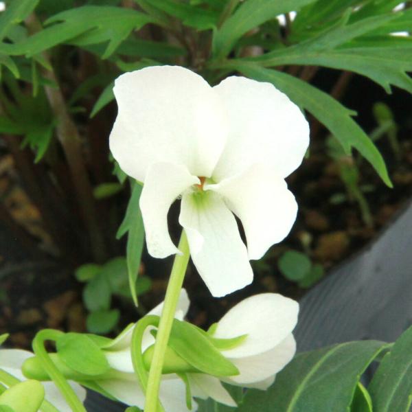 _gardening　ガーデニング　山野草　ａｌｂｅｓｃｅｎｓ　（Ｎａｋａｉ）　Ｆ．　Ｍａｅｋ．　ｅｔ　Ｔ．Ｈａｓｈｉｍ．　　植物　植物生体　ガーデニング生体　育て方　育成方法　栽培方法　bnr_hrgmgr　opa2_delete　202...