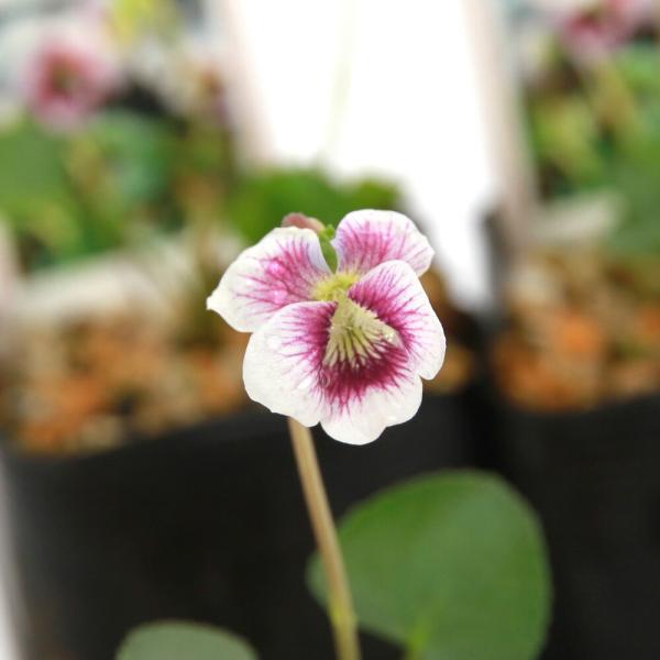 _gardening　ガーデニング　山野草　Ｖｉｏｌａ　ｓｏｒｏｒｉａ　’Ａｌｉｃｅ　Ｗｉｔｔｅｒ’　アメリカスミレサイシン　sumire_omakase　スミレ　ｏｒｉｅｎｔａｌｉｓ　花菫　植物　植物生体　ガーデニング生体　育て方　育成方...