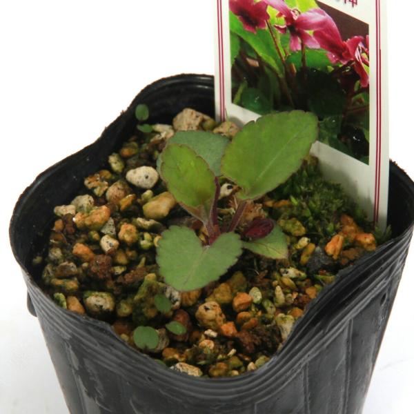 _gardening　ガーデニング　山野草　Ｖｉｏｌａ　sumire_omakase　スミレ　Ｖｉｏｌａ　ｐｈａｌａｃｒｏｃａｒｐａ　ｍｙｏｊｉｎ　アカネスミレ　花菫　植物　植物生体　ガーデニング生体　育て方　育成方法　栽培方法　039_l...