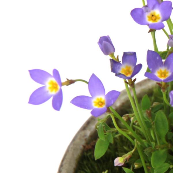 _gardening　ガーデニング　山野草　テラリウム　ヒナソウ　20150324　sanya_hachi_gar　植物　植物生体　ガーデニング生体　育て方　育成方法　栽培方法　090list　bnr_hrgmgr　opa2_delete　...