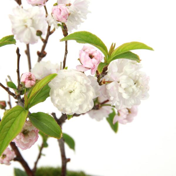 kotenplant　ガーデニング　山野草　花　花木　桜苗木　さくら　桜　桜の花　盆栽　育て方　育成方法　栽培方法　苗　鉢植え　ポット　ガーデニング生体　管理方法　ボンサイ　苗木　河津桜　カワヅザクラ　お花見　縁起木　縁起樹　バラ科　サクラ...