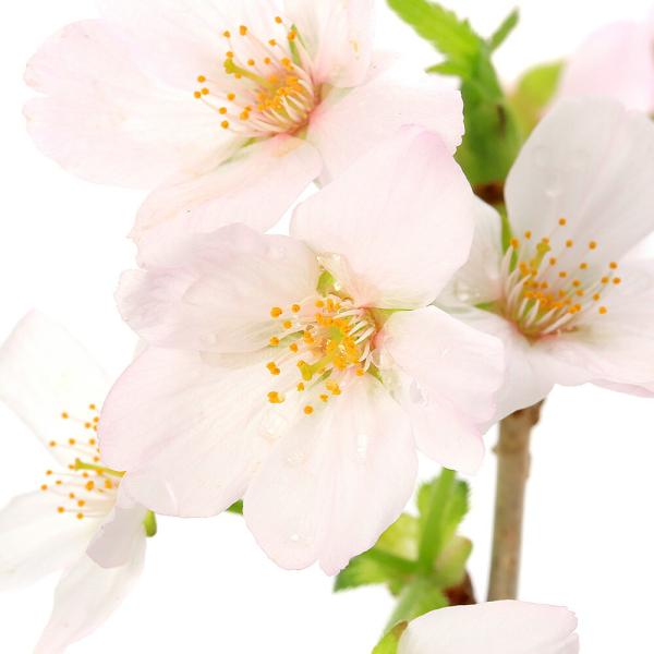 _gardening　ガーデニング　山野草　観葉植物　雪ノ下　虎耳草　20150903　ＭＳ　ユキノシタ科　ユキノシタ属　Ｓａｘｆｉｒａｇａ　ｓｔｏｌｏｎｉｆｅｒａ　テラリウム　ビバリウム　植物　育て方　育成方法　栽培方法　ゆきのした　しち...