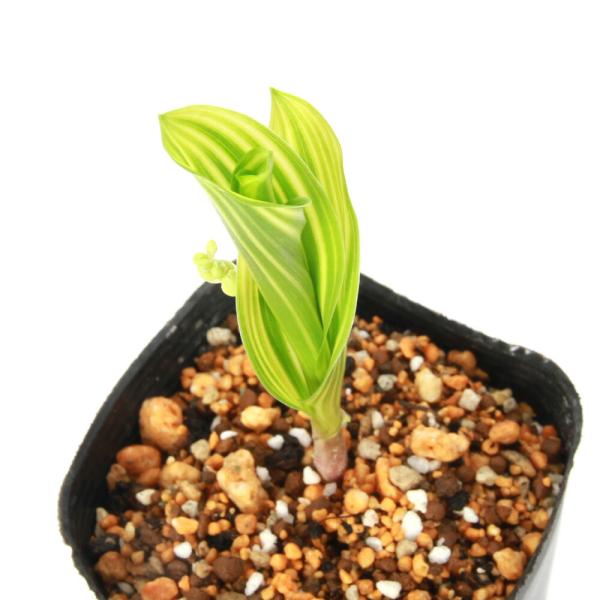 _gardening　ガーデニング　山野草　花苗　苗　植木　球根　草花盆栽　葉物盆栽　植物　植物生体　ガーデニング生体　多年草　育て方　育成方法　栽培方法　グランドカバー　Ｃｏｎｖａｌｌａｒｉａ　ｍａｊａｌｉｓ　スズラン　鈴蘭　セイヨウスズ...