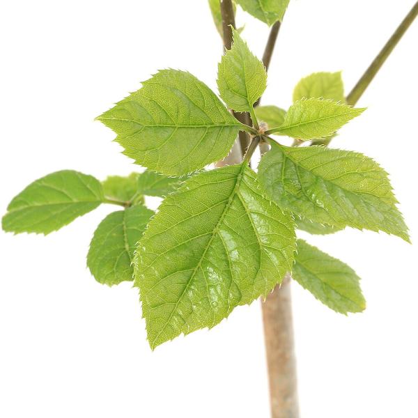 _gardening　ガーデニング　観葉植物　苗　果樹苗木　山菜　家庭菜園　タラノ木　ウコギ科　ウコギ属　キンシツ　ゴンゼツ　落葉高木　　コシアブラ　Ｅｖｏｄｉｏｐａｎａｘ　Ｇａｍｂｌｅａ　ｉｎｎｏｖａｎｓ　Ａｃａｎｔｈｏｐａｎａｘ　ｓｃｉ...