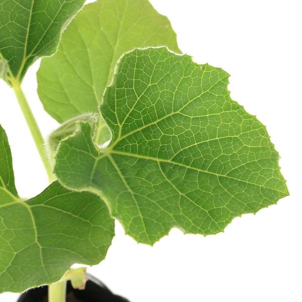 （観葉植物）　muryotassei_800_899　_gardening　ガーデニング　花　苗　植木シリーズ　吸い葛　忍冬　金銀花　ハニーサックル　　植物　植物生体　ガーデニング生体　育て方　育成方法　栽培方法　山野草　小型　ヒョウタン　...