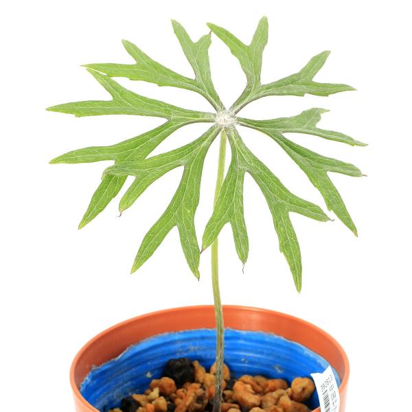 _gardening　ガーデニング　山野草　破れ傘　Ｓｙｎｅｉｌｅｓｉｓ　ｐａｌｍａｔａ　植物　植物生体　ガーデニング生体　育て方　育成方法　栽培方法　家庭菜園　山菜　やぶれがさ　キク科　ヤブレガサ属　シドケ　苗　20250505　NMIY...