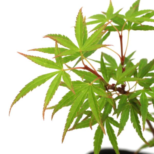 kotenplant　_gardening　観葉植物　苗　鉢植え　ポット　ガーデニング生体　育て方　育成方法　栽培方法　管理方法　植物　植物生体　植木　種類　剪定　園芸　山野草　モミジ　紅葉　椛　イロハモミジ　色葉もみじ　苗木　カエデ　楓　...