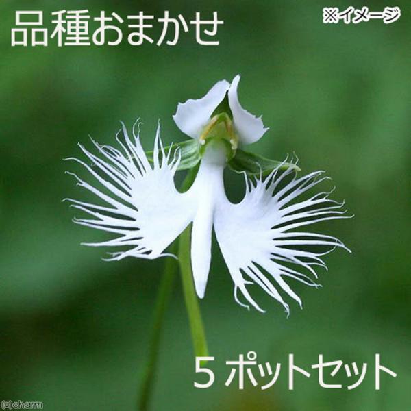 _gardening　ガーデニング　山野草　Ｐｅｃｔｅｉｌｉｓ　Ｈａｂｅｎａｒｉａ　ｒａｄｉａｔａ　サギラン　sannyasou_2014　gar0620_sanya　育て方　育成方法　栽培方法　topsnya_190604　opa2_de...