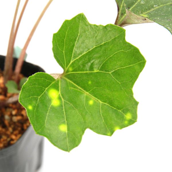 _aqua　_gardening　ガーデニング　浜辺植物　海辺植物　浜　ハマ　山野草　つやぶき　Ｆａｒｆｕｇｉｕｍ　ｊａｐｏｎｉｃｕｍ　艶蕗　ツヤハブキ　艶葉蕗　イシブキ　石蕗　イソブキ　磯蕗　海浜植物　植物　植物生体　ガーデニング生体　育...