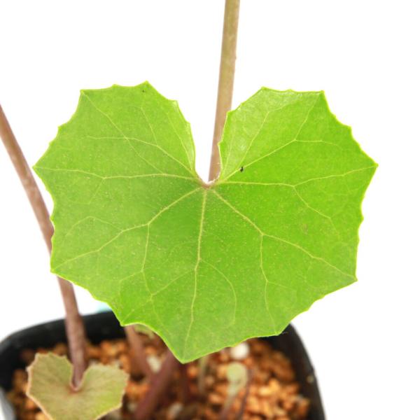 _aqua　_gardening　ガーデニング　浜辺植物　海辺植物　浜　ハマ　山野草　つやぶき　Ｆａｒｆｕｇｉｕｍ　ｊａｐｏｎｉｃｕｍ　艶蕗　ツヤハブキ　艶葉蕗　イシブキ　石蕗　イソブキ　磯蕗　海浜植物　植物　植物生体　ガーデニング生体　育...