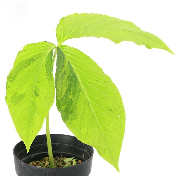 _gardening　ガーデニング　山野草　球根　半夏　烏柄杓　カラスビシャク　植物　植物生体　ガーデニング生体　育て方　育成方法　栽培方法　AISHI　ｙ25ｍ06　20250531　2025tuuki　Pinellia tripartita