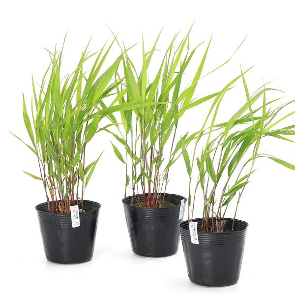 _gardening　ガーデニング　山野草　植物　植物生体　ガーデニング生体　育て方　育成方法　栽培方法　風知草　楓知草　フウチソウ　アオフウチソウ　AISHI　ｙ25ｍ06　20250531　2025tuuki　seitaieventss...