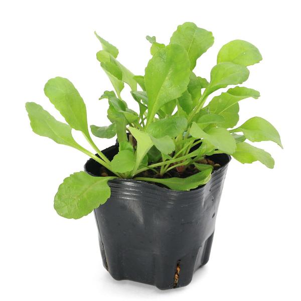 _gardening　ガーデニング　山野草　植物　植物生体　ガーデニング生体　育て方　育成方法　栽培方法　ベリス　ペレニス　コモンデージー　ヒナギク　チョウメイギク　エンメイギク　長命菊　延命菊　源平小菊　AISHI 2025tuuki y...