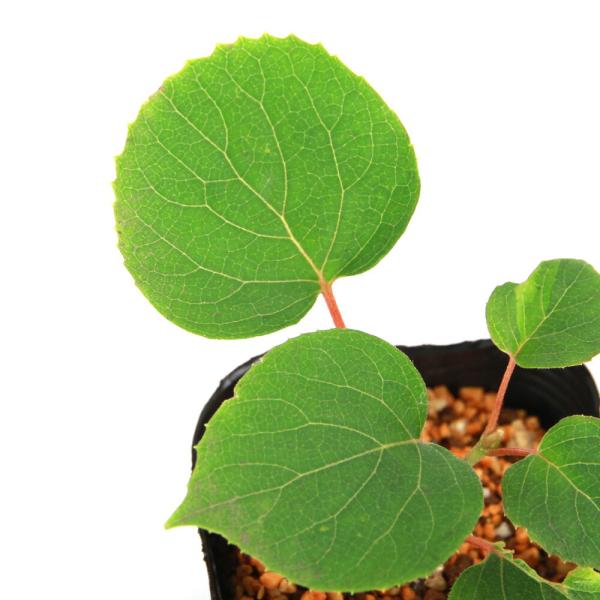 メーカー：■ _gardening　ガーデニング　花　苗　山野草　植物生体　ガーデニング生体　育て方　育成方法　栽培方法　鑚地風　岩絡　アジサイ科　落葉つる性木本　ユキカズラ　AISHI　ｙ25ｍ11　20251109　2025tuuki