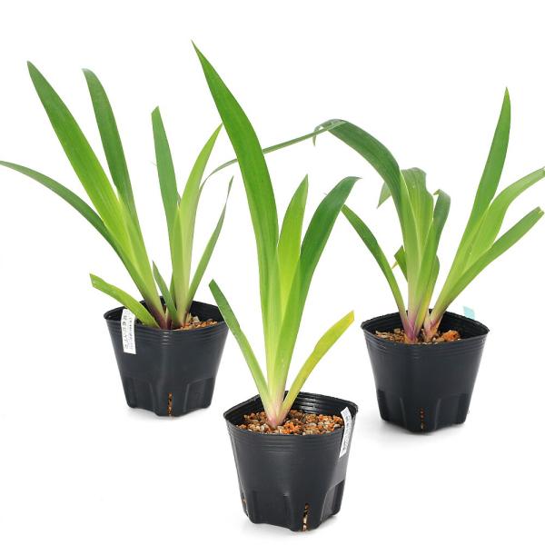 _gardening　ガーデニング　山野草　アヤメ　植物　植物生体　ガーデニング生体　Ｉｒｉｓ　ｊａｐｏｎｉｃａ　胡蝶花　育て方　育成方法　栽培方法　bnr_hrgmgr　opa2_delete　シャガ　射干　青花シャガ　青花射干　濃青花シ...