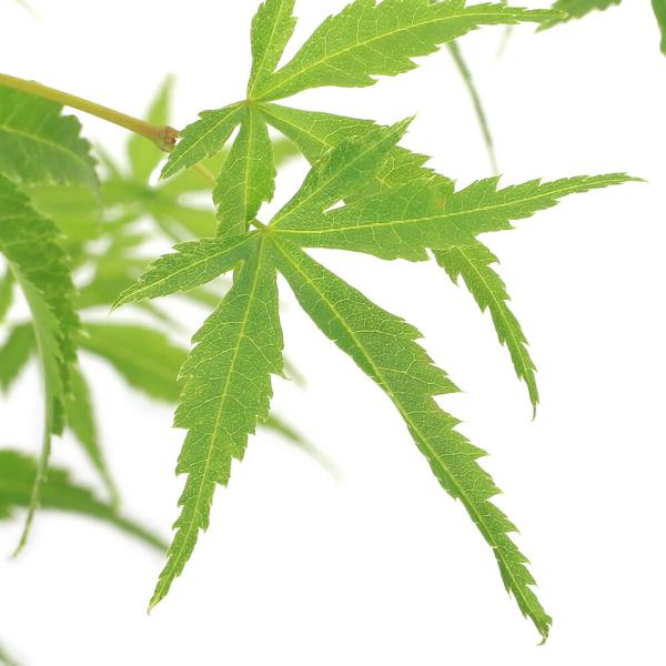 ガーデニング　山野草　もみじ　Ａｃｅｒ　ｓｐ．　カエデ　楓　紅葉　育て方　育成方法　栽培方法　イロハモミジ　赤地錦　青海波　静崖　青玄　庭木　樹木　樹木苗　露地苗　苗木　苗　シンボルツリー　縁起木　落葉樹　イロハモミジ　AISHI　y25m...