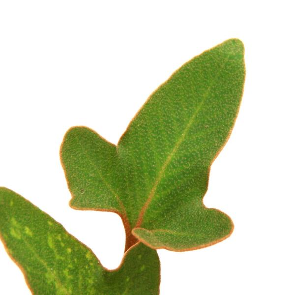_hachu　_kame　_gardening　ガーデニング　山野草　観葉植物　ビバリウム　アクアテラリウム　パルダリウム　水草　着生シダ　Ｐｙｒｒｏｓｉａ　ｈａｓｔａｔａ　sannyasou_2014　greepla10bai1406　g...