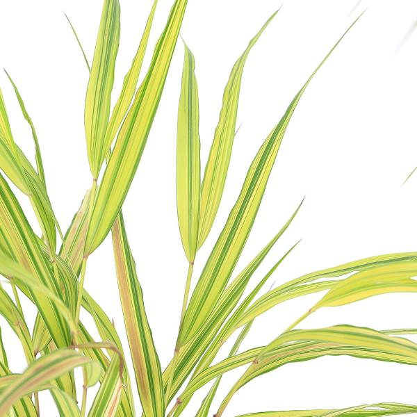 _gardening　ガーデニング　山野草　テラリウム　植物　植物生体　ガーデニング生体　育て方　育成方法　栽培方法　風知草　楓知草　フウチソウ　斑入り　AISHI　y25m07　2025tuuki　20250715　seitaievent...