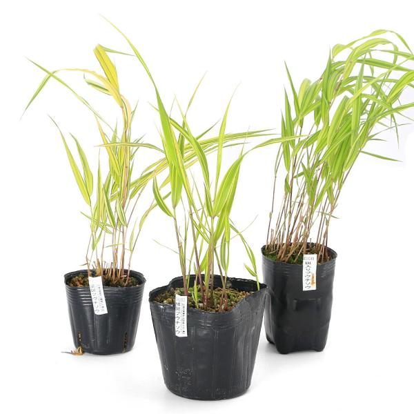 _gardening　ガーデニング　山野草　テラリウム　植物　植物生体　ガーデニング生体　育て方　育成方法　栽培方法　風知草　楓知草　フウチソウ　斑入りフウチソウ　斑入フウチソウ　斑入り楓知草　AISHI　y25m07　2025tuuki　...