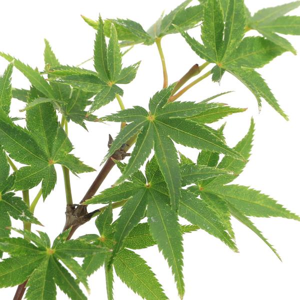 _gardening　観葉植物　苗　鉢植え　ポット　ガーデニング生体　育て方　育成方法　栽培方法　管理方法　植物　植物生体　植木　種類　剪定　園芸　山野草　モミジ　紅葉　椛　イロハモミジ　色葉もみじ　苗木　カエデ　楓　盆栽　もみじの木　品種...
