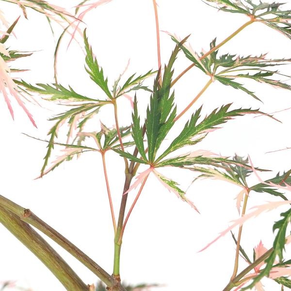 ガーデニング　山野草　もみじ　Ａｃｅｒ　ｓｐ．　カエデ　楓　紅葉　植物　植物生体　ガーデニング生体　育て方　育成方法　栽培方法　カエデ科　カエデ属　庭木　樹木　花纏　古典園芸　kotenmomiji　ｙ25ｍ08　20250811　ＡＩＳＨ...