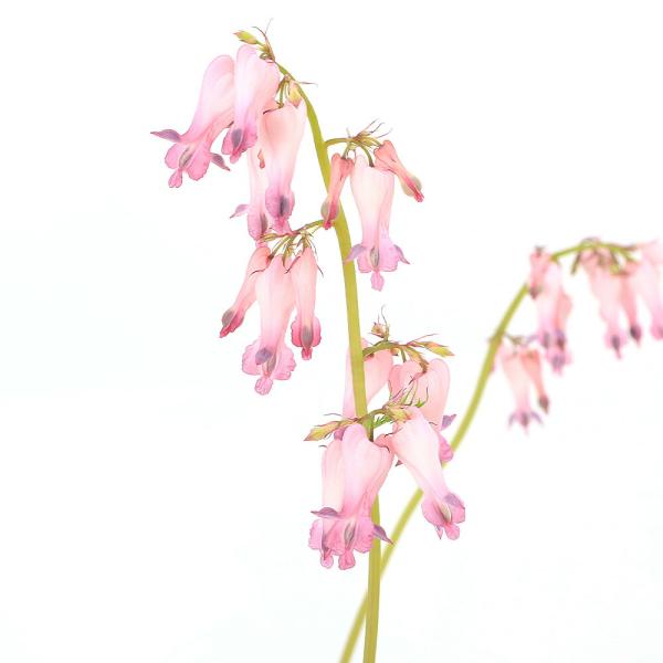 ガーデニング　山野草　鯛釣草　タイツリソウ　たいつり草　こころ花　アメリカコマクサ　ケマンソウ　姫華蔓草　育て方　育成方法　栽培方法　AISHI　ｙ25ｍ08　2025tuuki　20250811