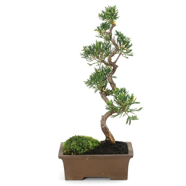 観葉植物　garde1ten　_gardening　ガーデニング　山野草　縁起樹　縁起木　植物生体　ガーデニング生体　育て方　育成方法　栽培方法　seitaigensen1ten　NMIYA　ｙ25ｍ08　2025tuuki　2025082...