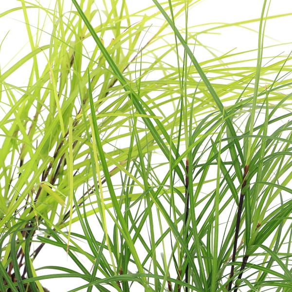 _gardening　ガーデニング　山野草　Ｃａｒｅｘ　phyllocephala　植物　植物生体　ガーデニング生体　育て方　育成方法　栽培方法　テンジクスゲ　天竺すげ　天竺菅　椰子菅　ヤシスゲ　Chinese　palm　sedge　クロジ...